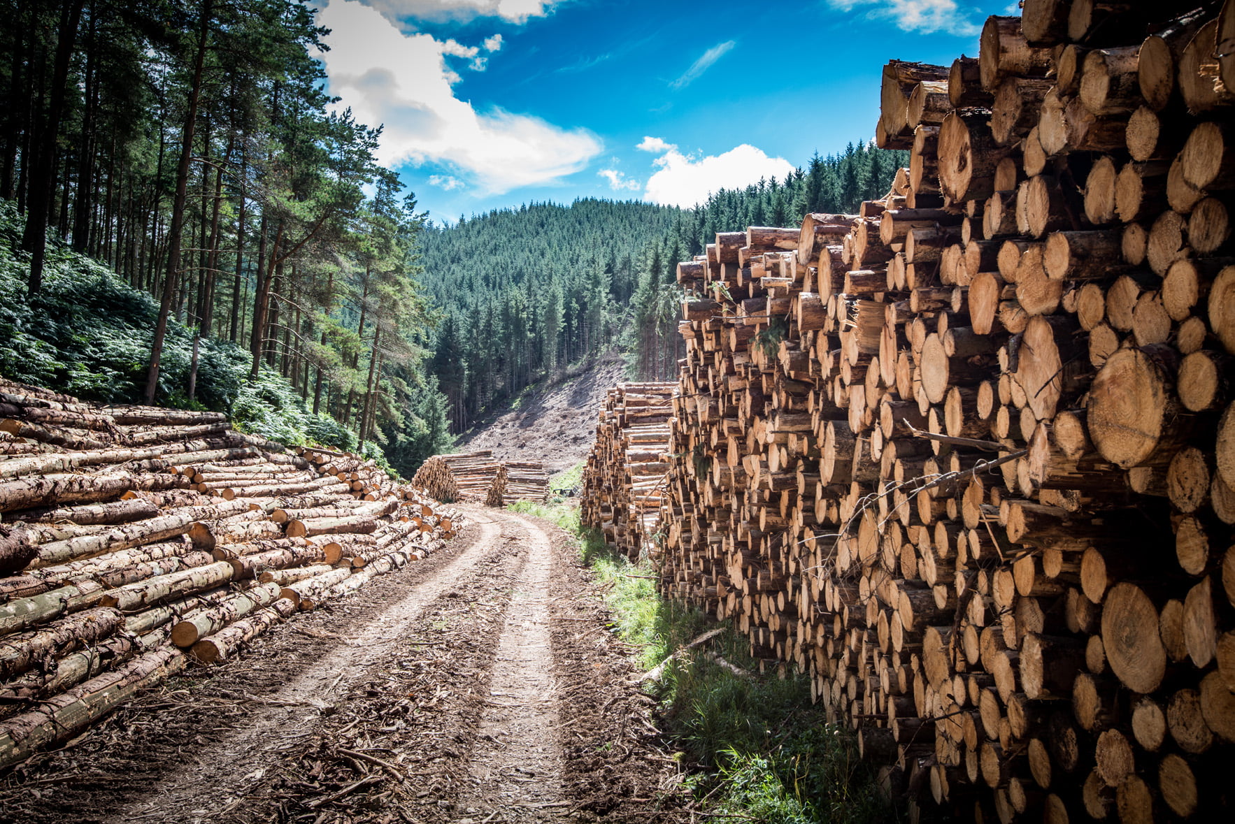EGGER Forestry - Trackplot